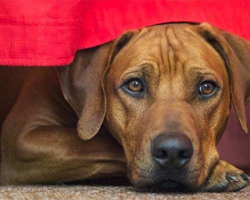 Rhodesian Ridgeback (“cane leone”): un cane dignitoso, intelligente e ...