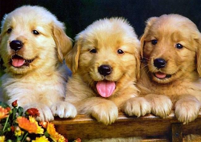Golden Retriever, un cane dal carattere d'oro
