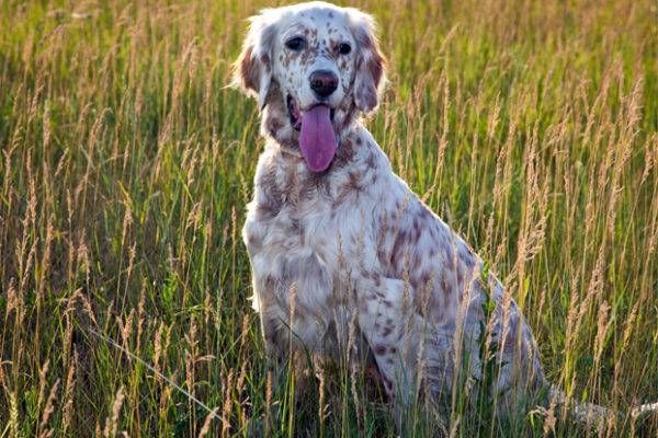 Setter inglese (English Setter): un cane elegante, sportivo e un po ...