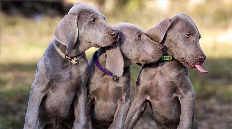 Weimaraner o Bracco di Weimar: un cane aristocratico, fedele e ...