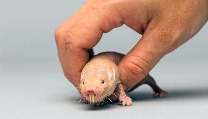 La talpa: una vera forza della natura