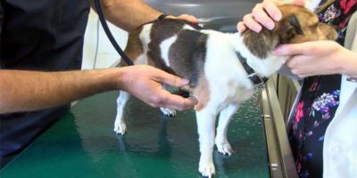 Le patologie respiratorie del cane