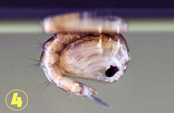 Le zanzare: gli insetti più odiati del mondo