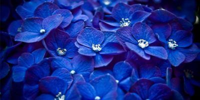 Il colore blu: scopriamo tutte le sue "sfumature"
