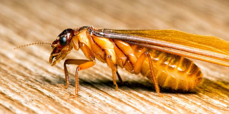 Le termiti: insetti molto intelligenti e anche ...utili