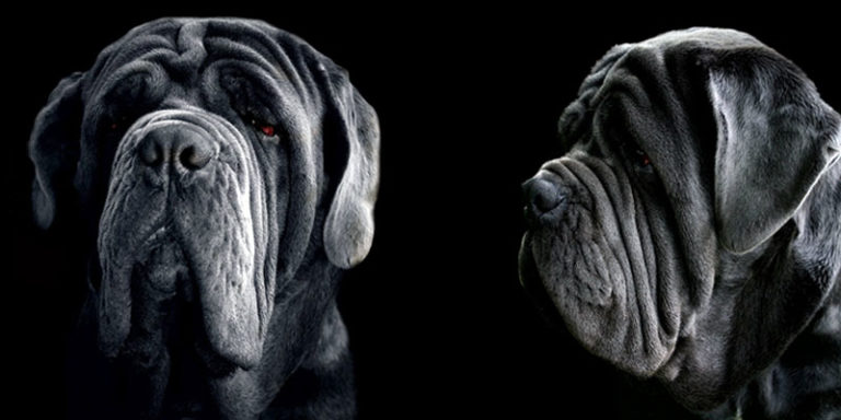 Cani molossi: adatti per la guardia e per vivere insieme a noi