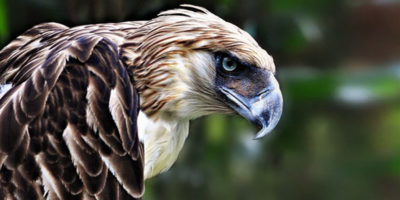 Rapaci: i predatori dei cieli