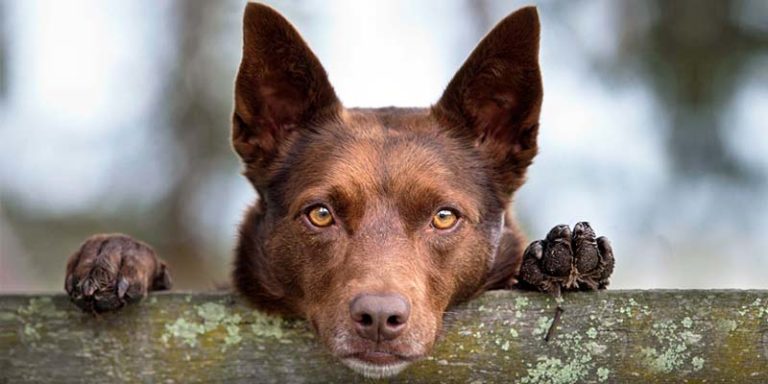 Australian Kelpie (Cane da pastore Australiano): un cane resistente ...