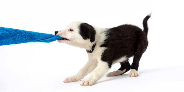 Capire il nostro cane: il suo bisogno di mordere, tra piacere e necessità
