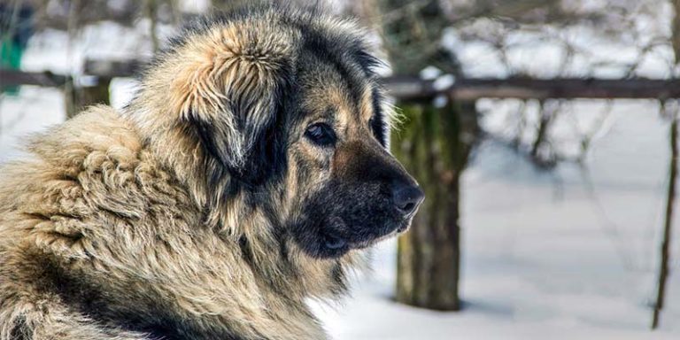 Pastore di Ciarplanina: un cane forte, equilibrato, protettivo ...