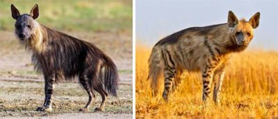 La iena: un animale utile, incredibilmente intelligente e abilissima ...