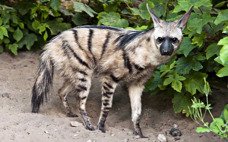 La iena: un animale utile, incredibilmente intelligente e abilissima ...