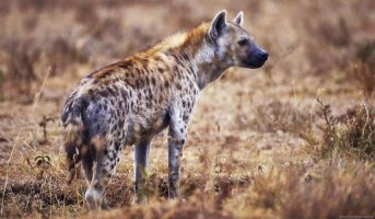 La iena: un animale utile, incredibilmente intelligente e abilissima ...