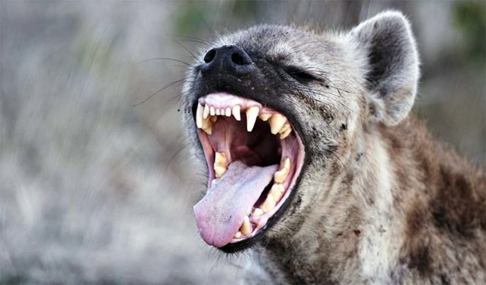 La iena: un animale utile, incredibilmente intelligente e abilissima ...