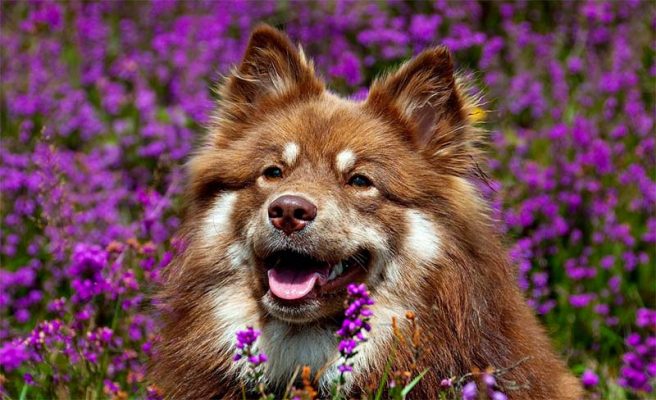 Lapphund: un cane devoto, lavoratore, rustico, intraprendente ma anche ...