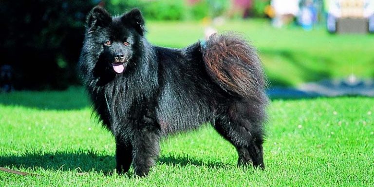 Lapphund: un cane devoto, lavoratore, rustico, intraprendente ma anche ...