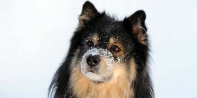 Lapphund: un cane devoto, lavoratore, rustico, intraprendente ma anche ...