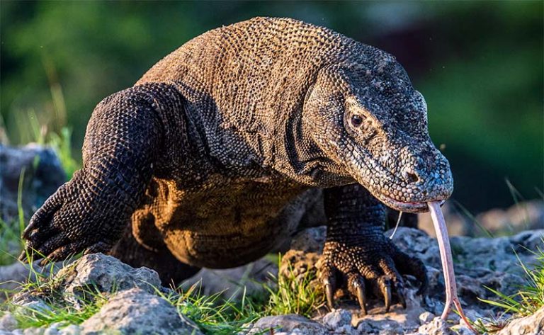 Il varano di Komodo: attenti al drago