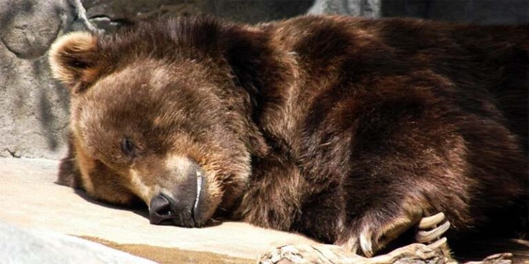 Letargo: "spegnere" il proprio corpo per affrontare l'inverno (e non ...