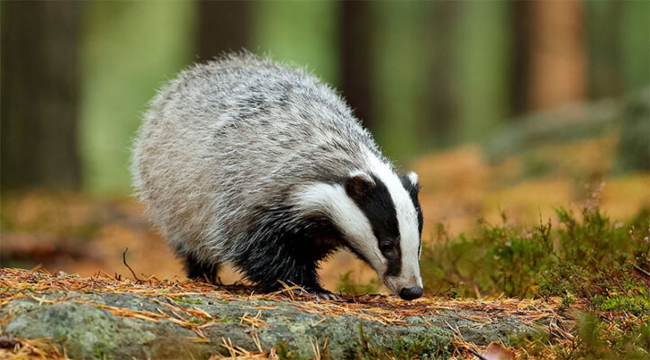 Il tasso: una maschera nel bosco