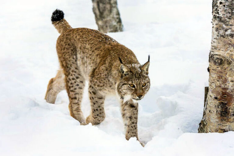 La lince eurasiatica