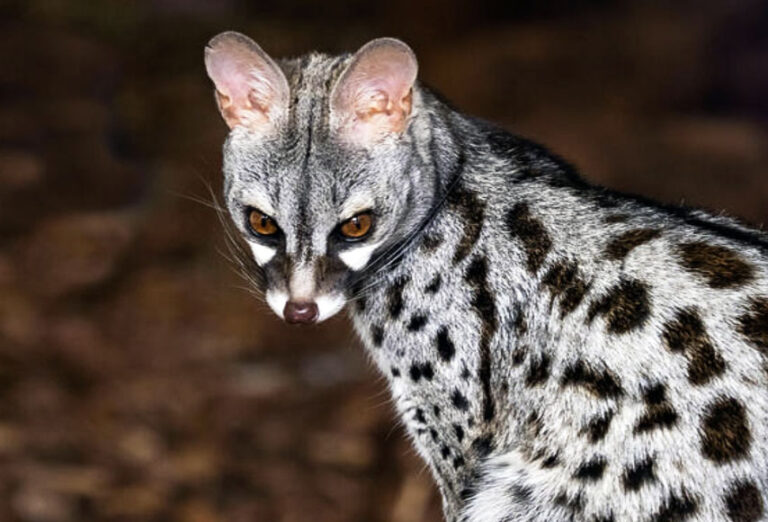 Genetta: un affascinante felino notturno