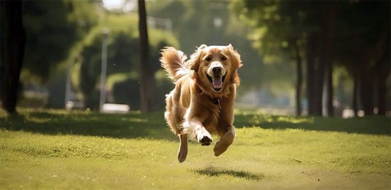 Cane educato... cane fortunato: ecco perché