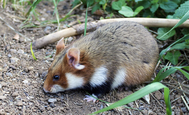Il criceto selvatico (Cricetus cricetus)