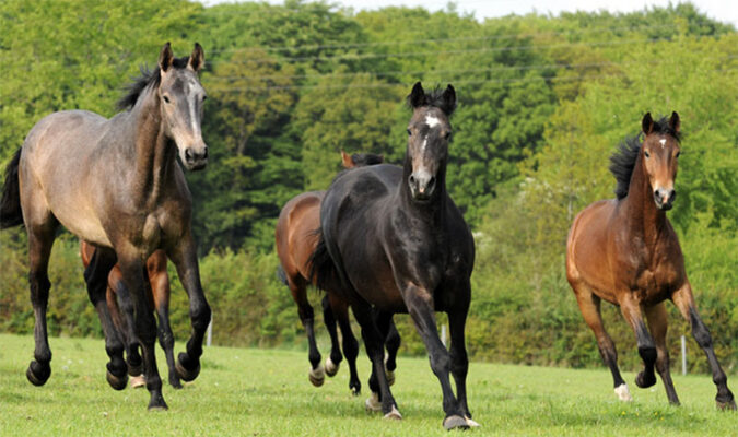 L'Holsteiner: un cavallo vincente, elegante, maestoso e potente