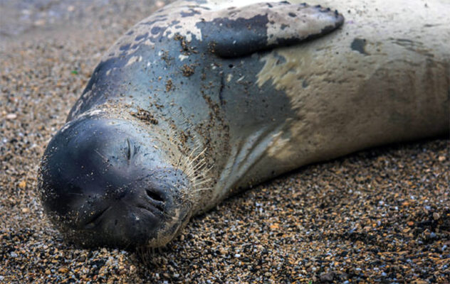 La foca monaca (Monachus monachus): la regina del Mediterraneo