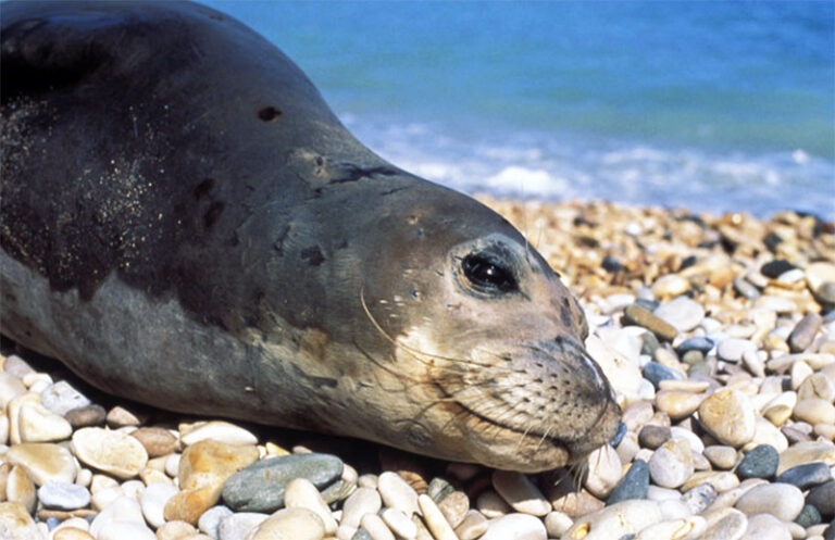 La foca monaca (Monachus monachus): la regina del Mediterraneo