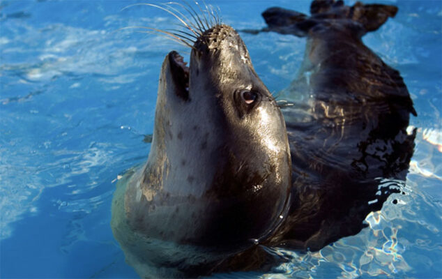 La foca monaca (Monachus monachus): la regina del Mediterraneo