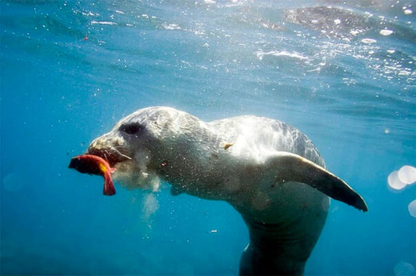 La foca monaca (Monachus monachus): la regina del Mediterraneo