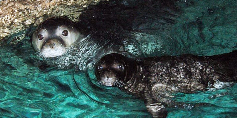 La foca monaca (Monachus monachus): la regina del Mediterraneo