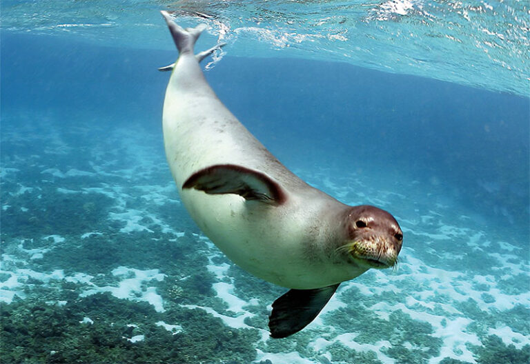 La foca monaca (Monachus monachus): la regina del Mediterraneo