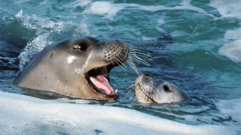 La foca monaca (Monachus monachus): la regina del Mediterraneo