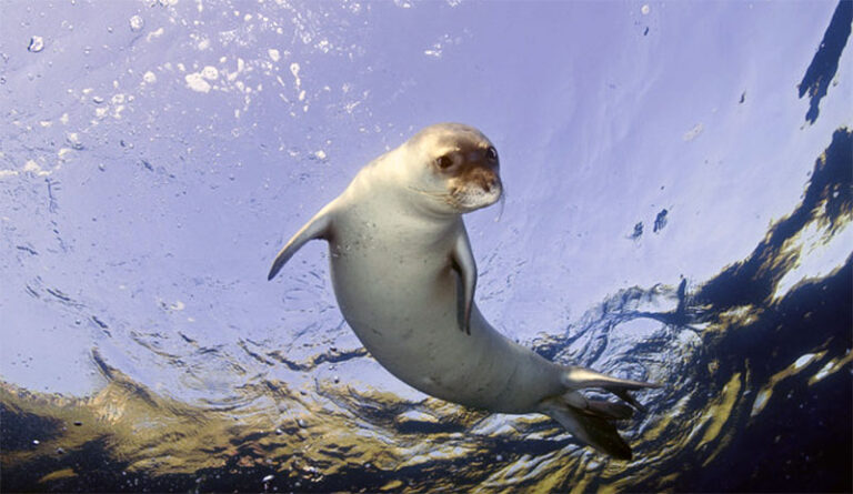 La foca monaca (Monachus monachus): la regina del Mediterraneo