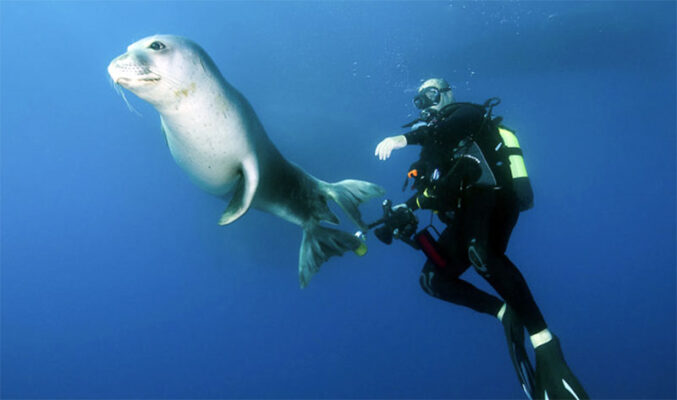 La foca monaca (Monachus monachus): la regina del Mediterraneo